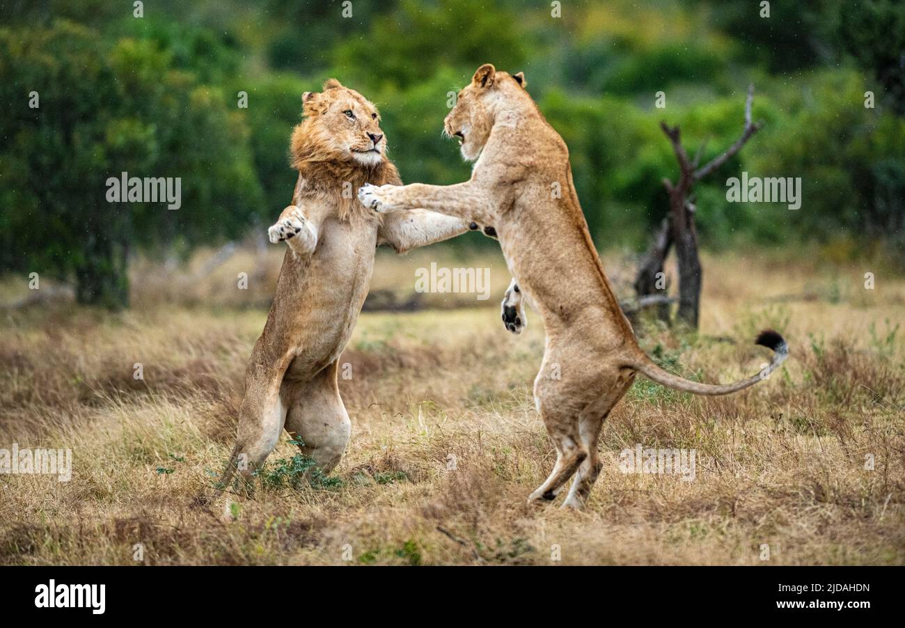 Two lions, Panthera leo, fight each other Stock Photo - Alamy