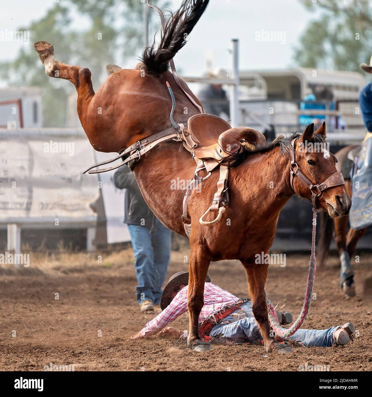 Cowboy riding a bucking bronc at a country rodeo Australia, falls off ...