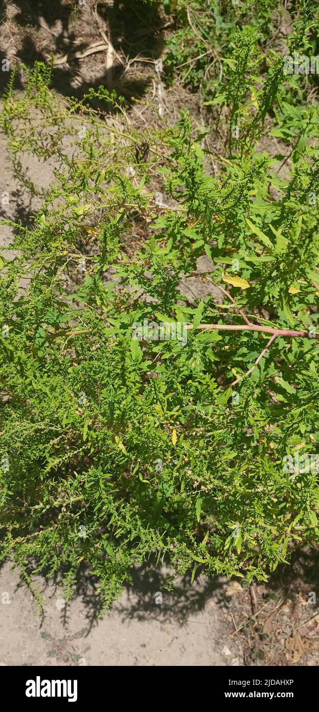 Dysphania ambrosioides, Wormseed, Chenopodium ambrosioides, Aracaju ...