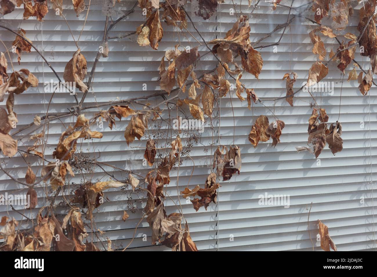 Brown dead leaves between a window pane and a venetian blind, an ...