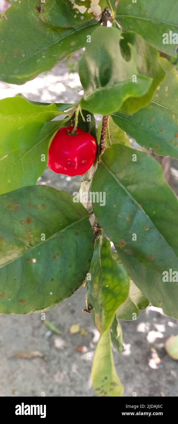 Acerola malpighia emarginata fruit, Laranjeiras, Sergipe, Brazil Stock ...
