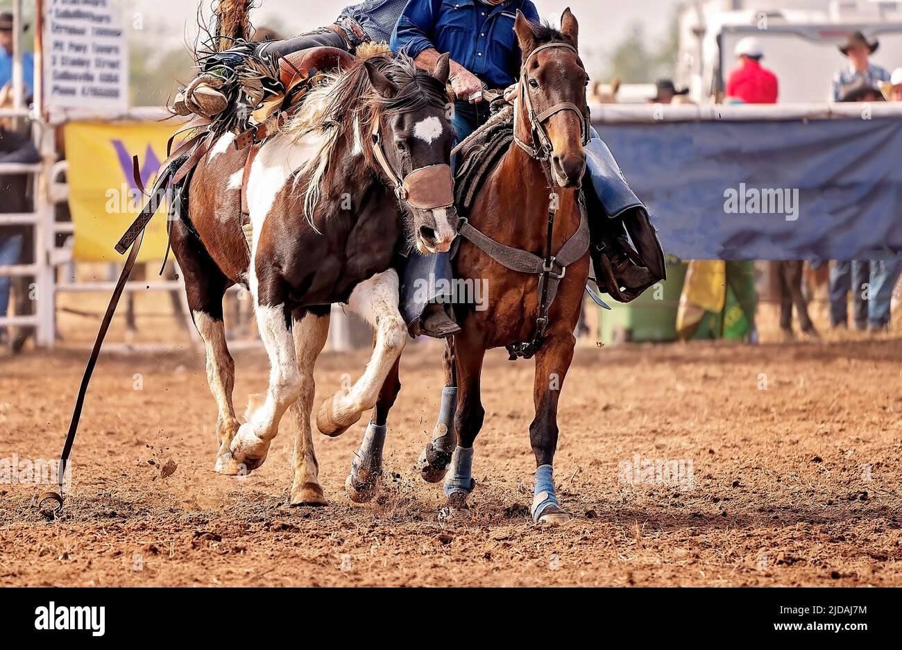 Cowboy being lifted off bucking bronco at country rodeo Australia Stock ...