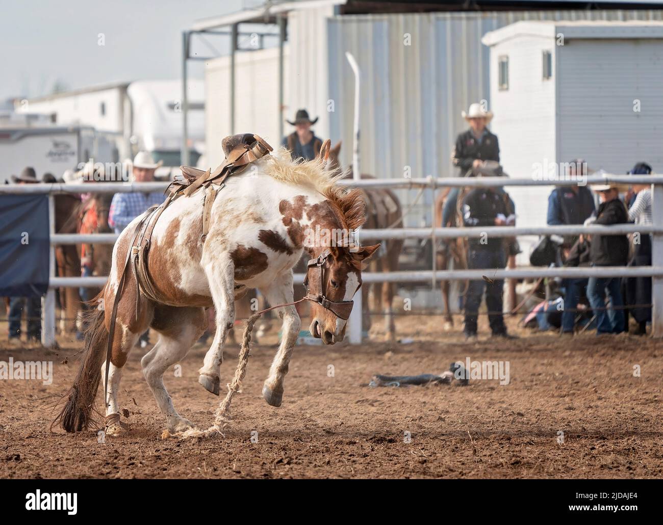 Wild bronco has bucked off his cowboy rider at an Australian country ...