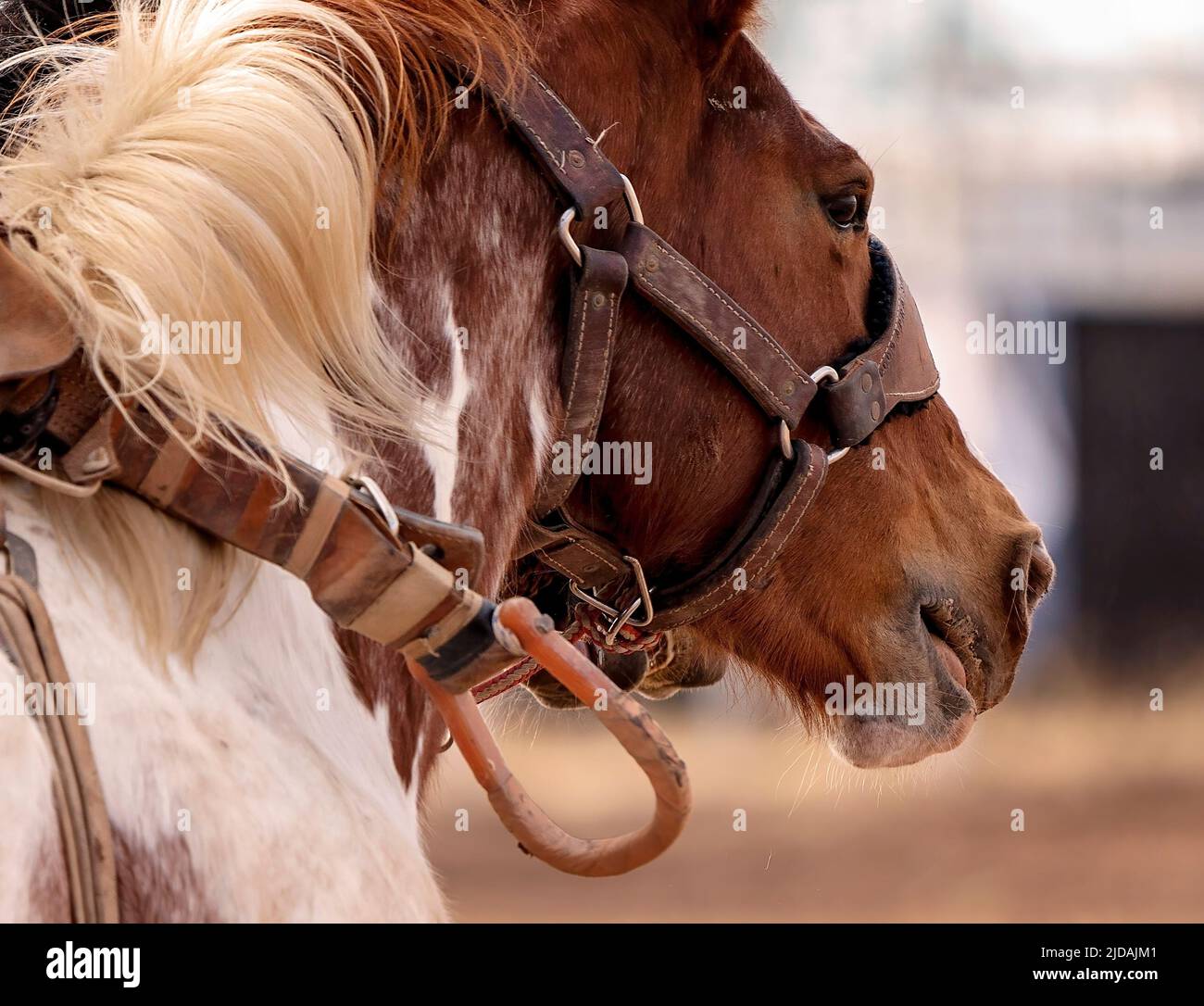 Close up of a horse competing in barrel racing at a country rodeo ...