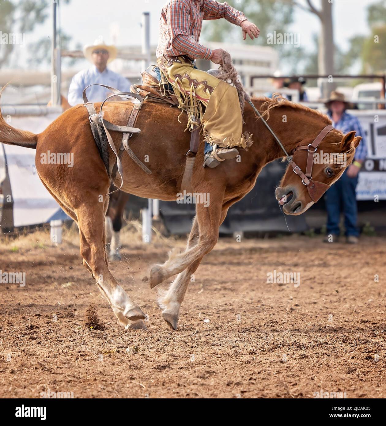 Cowboy riding a bucking bronc at a country rodeo Australia Stock Photo ...