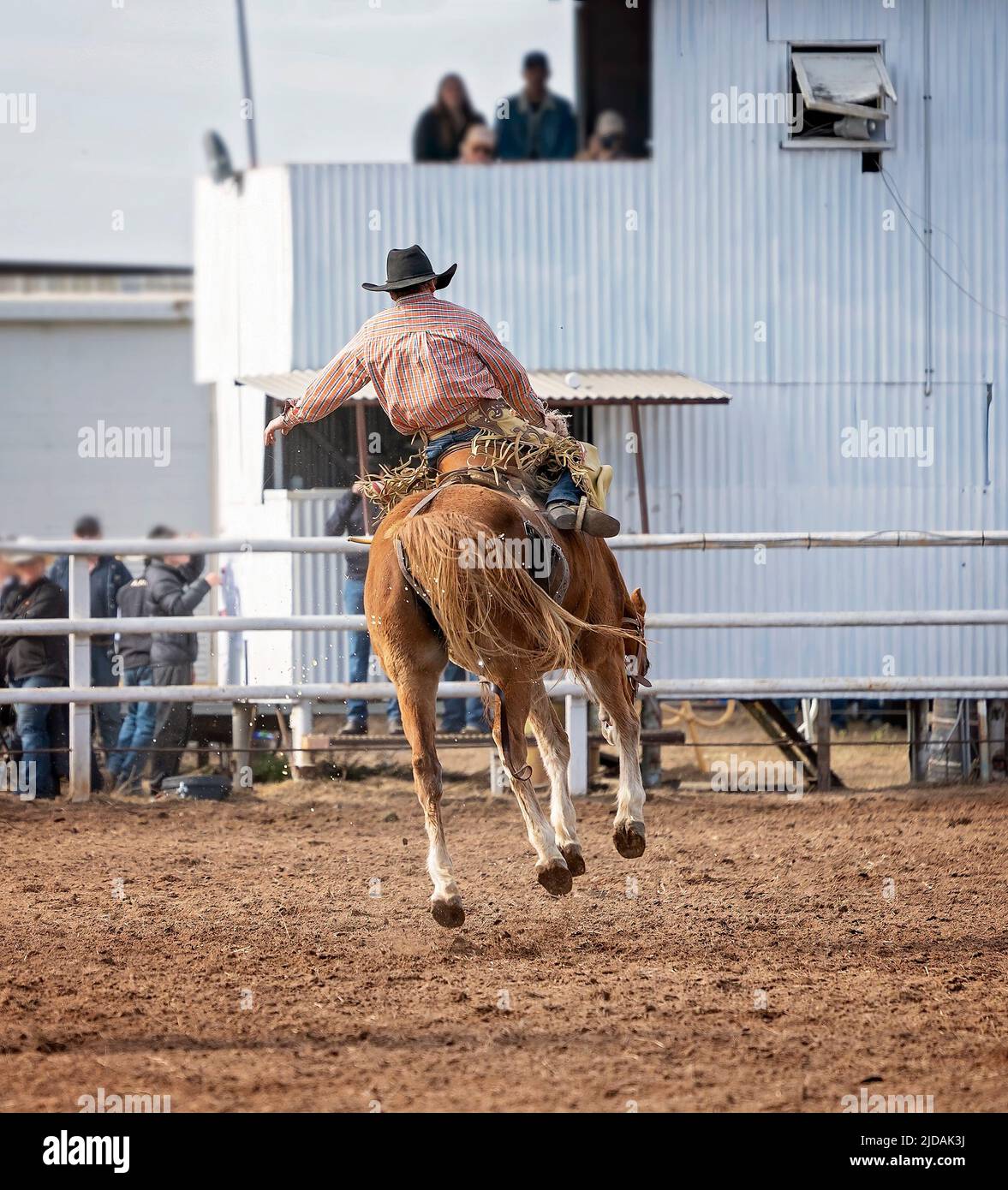 Cowboy riding a bucking bronc at a country rodeo Australia Stock Photo ...
