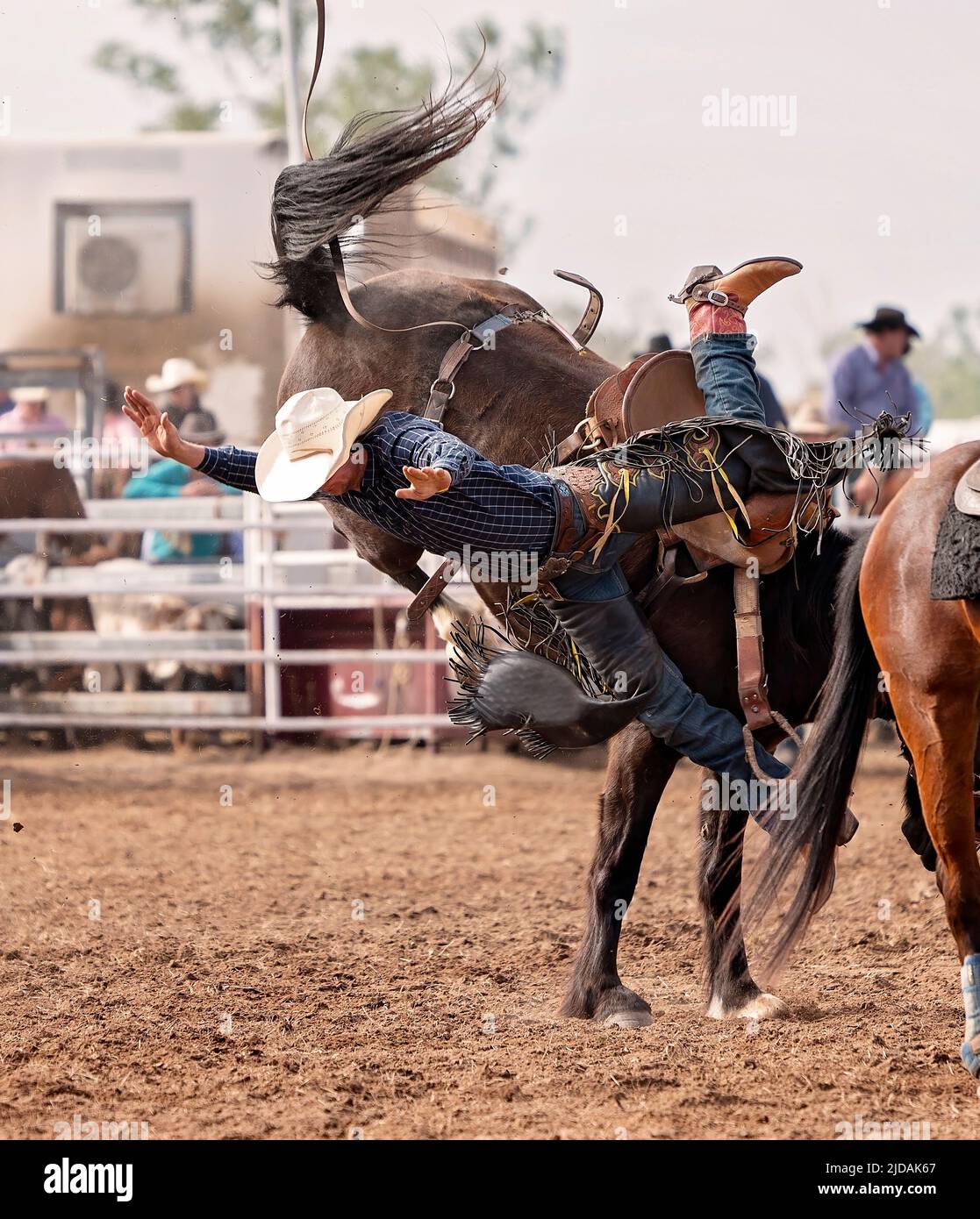 Cowboy falling off a bucking bronco at an Australian country rodeo ...