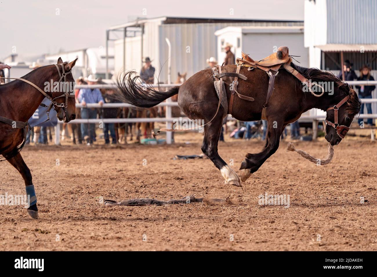 Wild bronco has bucked off his cowboy rider at an Australian country ...