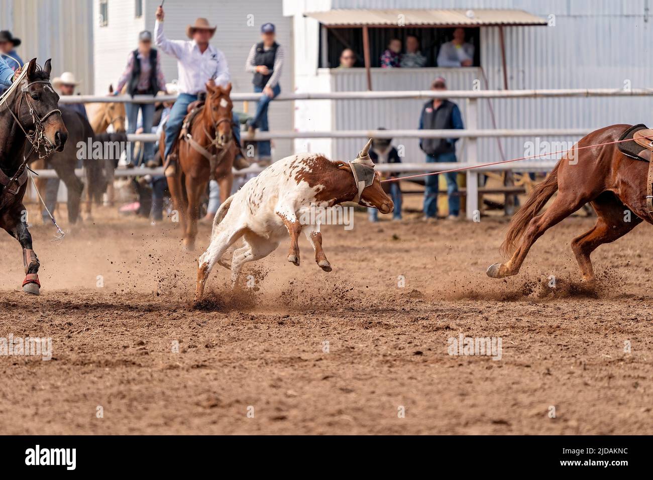 Calf being lassoed in a team calf roping event by cowboys at a country ...