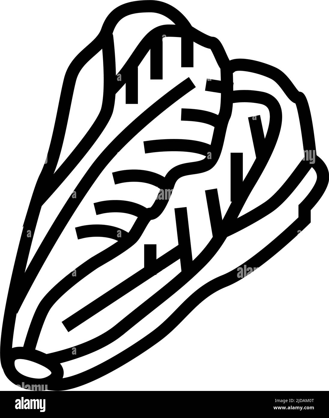 lettuce cabbage line icon vector illustration Stock Vector Image & Art ...