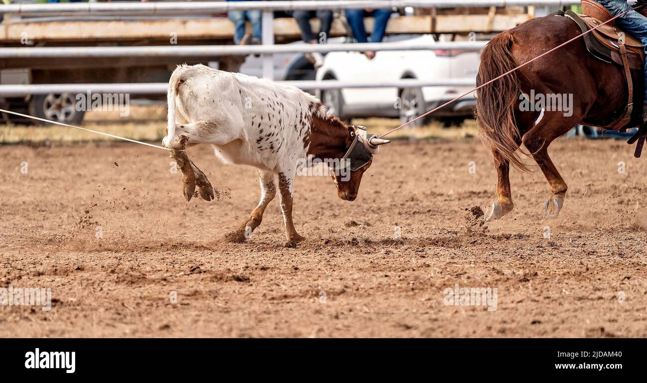 Calf being lassoed in a team calf roping event by cowboys at a country ...