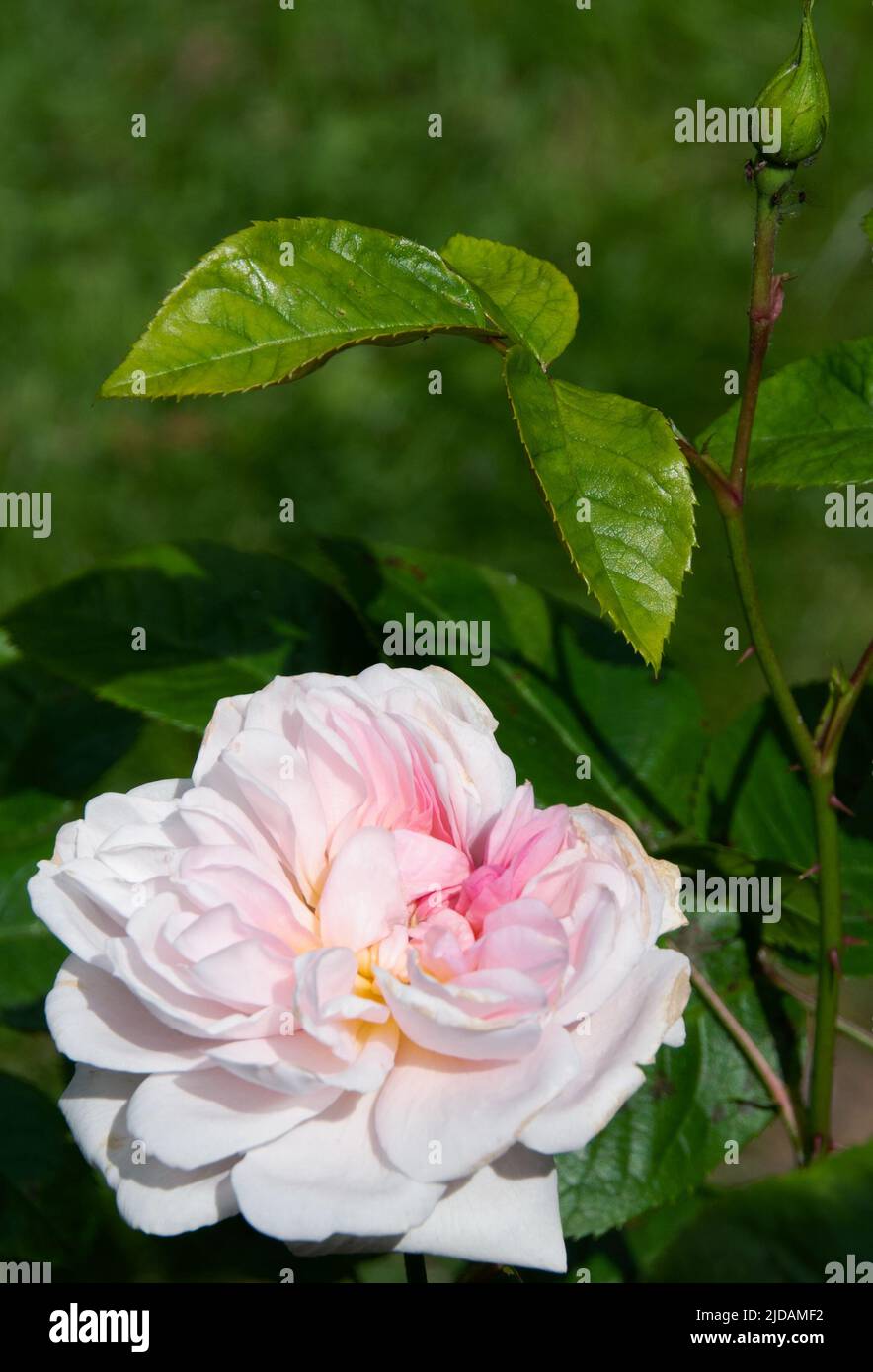 David austin rose hi-res stock photography and images - Alamy