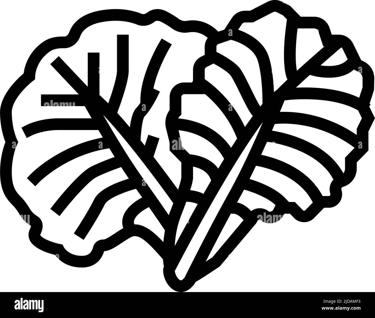 leaf cabbage line icon vector illustration Stock Vector Image & Art - Alamy