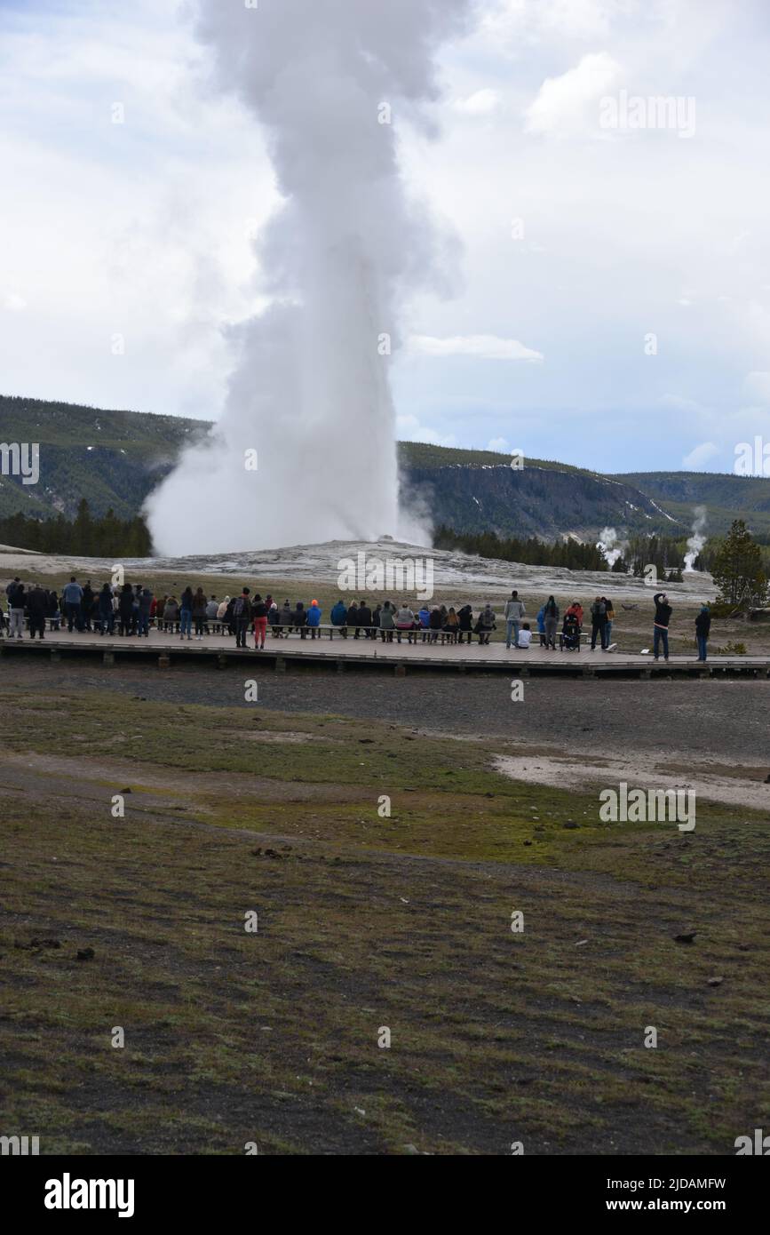 Yellowstone National Park. USA. 5/21-26/2022. Old Faithful Geyser ...