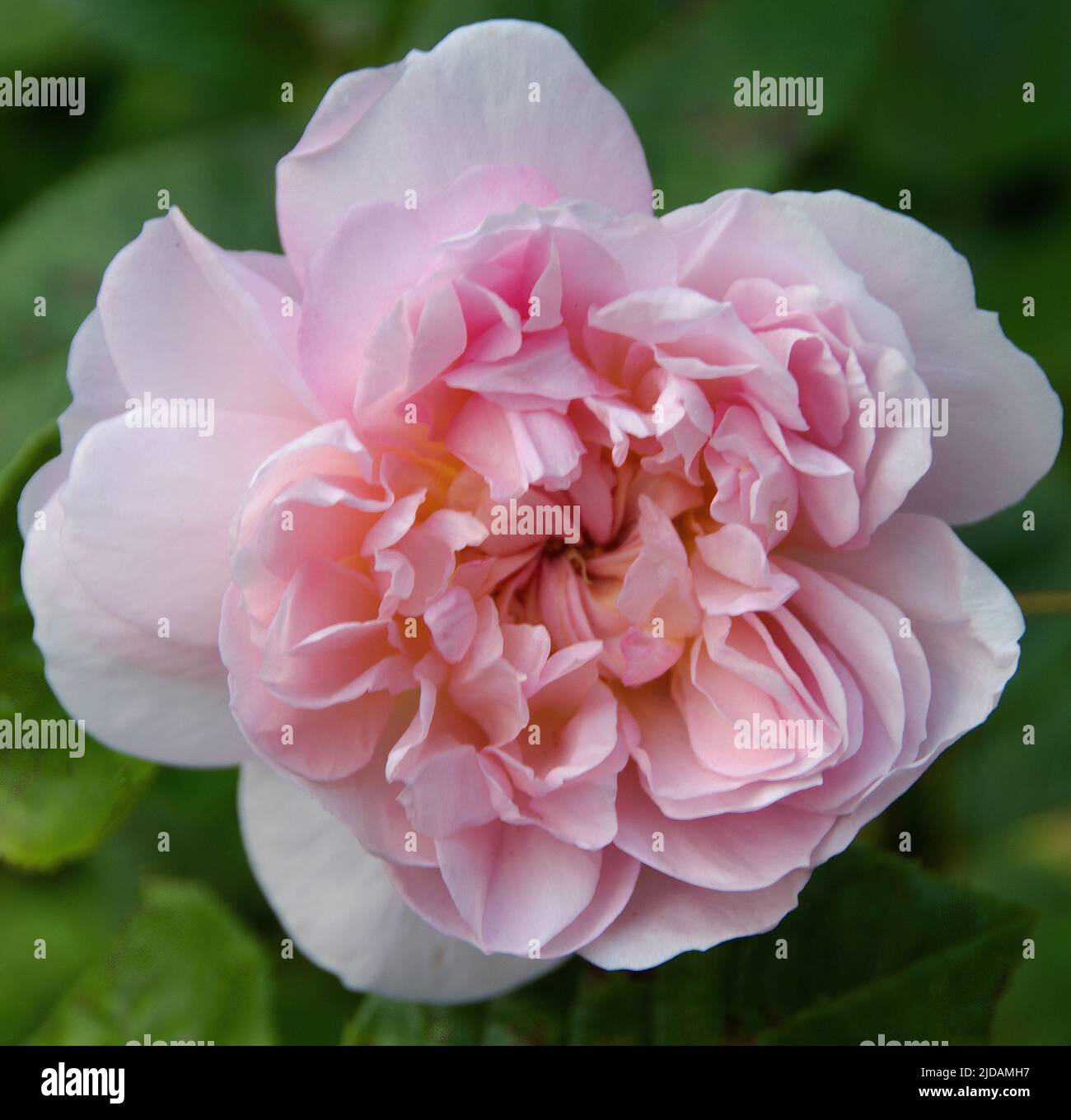 David austin rose hi-res stock photography and images - Alamy