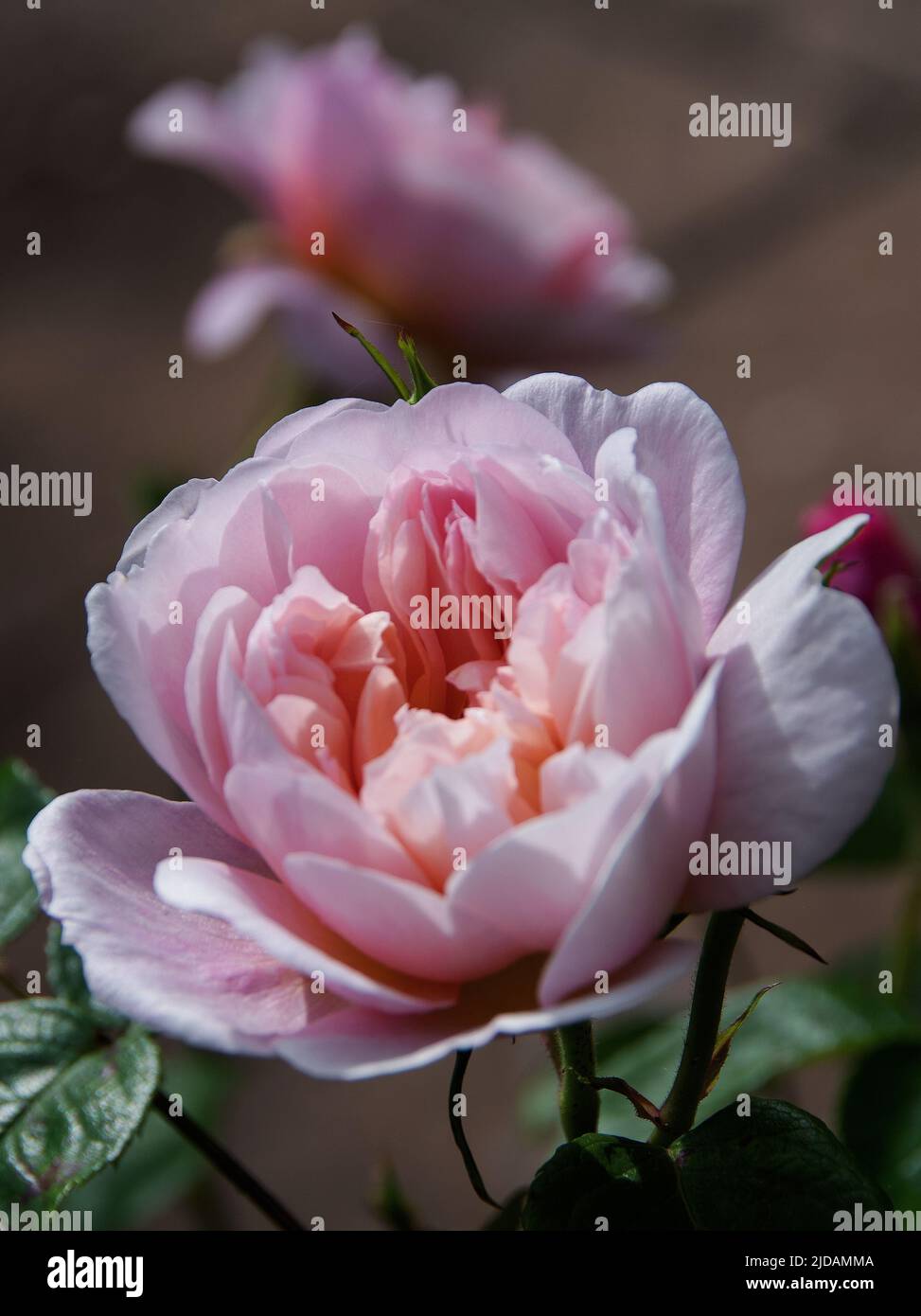 New david austin rose 2022 hi-res stock photography and images - Alamy