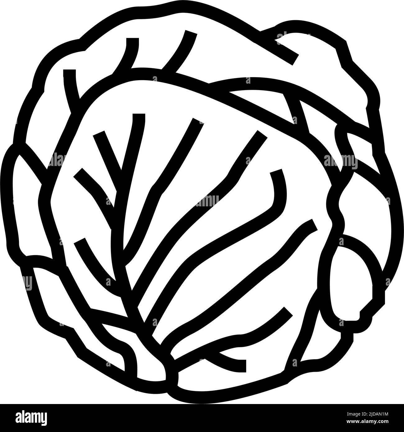 green cabbage line icon vector illustration Stock Vector Image & Art ...