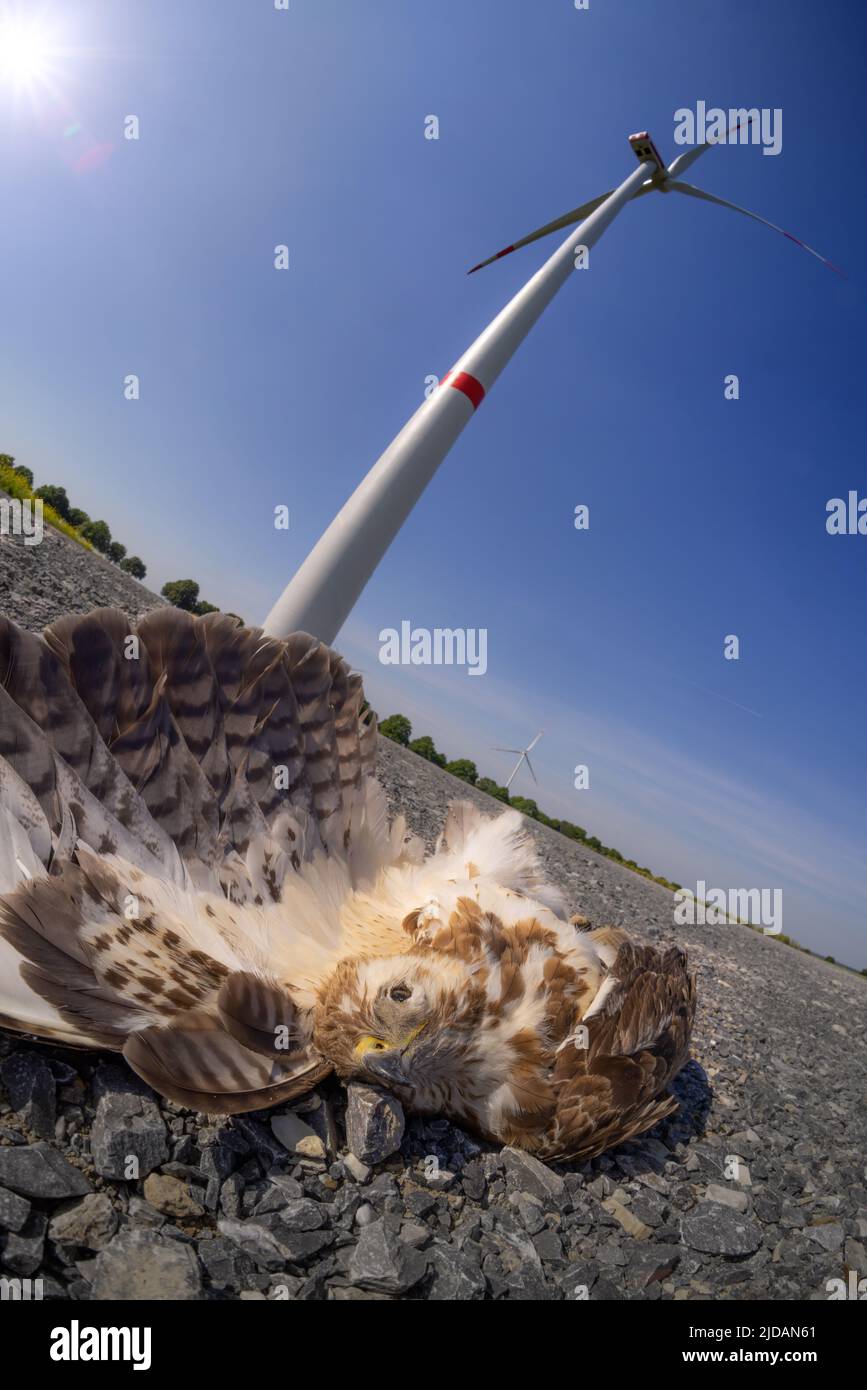 Dead buzzard hawk, struck and killed by a wind turbine in Germany Stock ...
