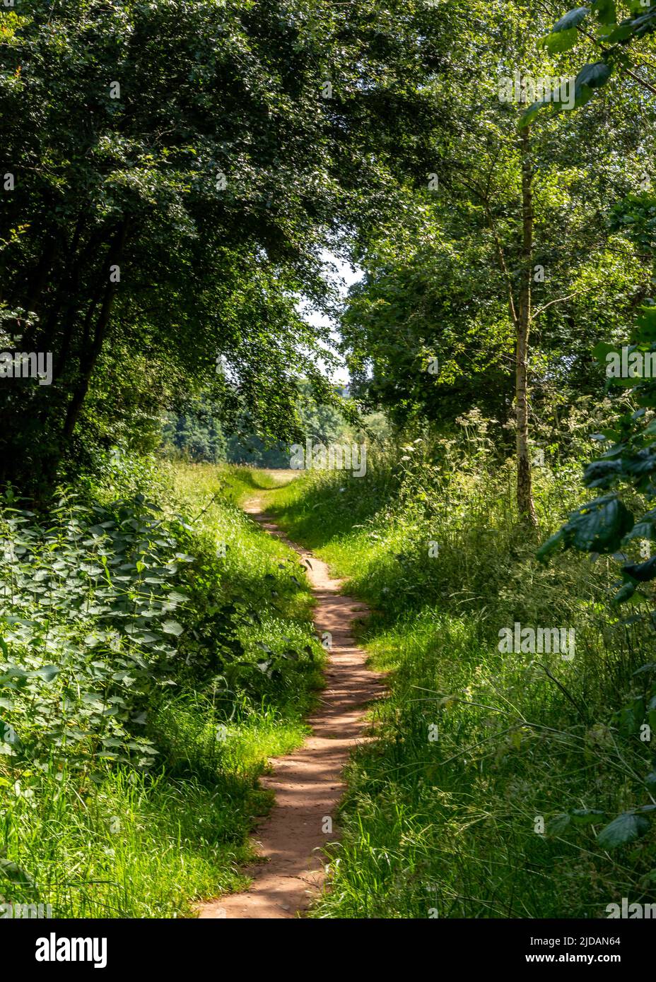 General woodland views in Springfield Park, Kidderminster ...