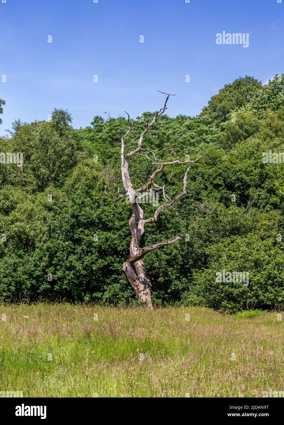 General woodland views in Springfield Park, Kidderminster ...