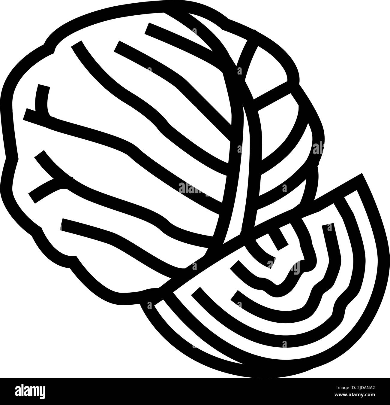 cabbage healthy vegetable line icon vector illustration Stock Vector ...