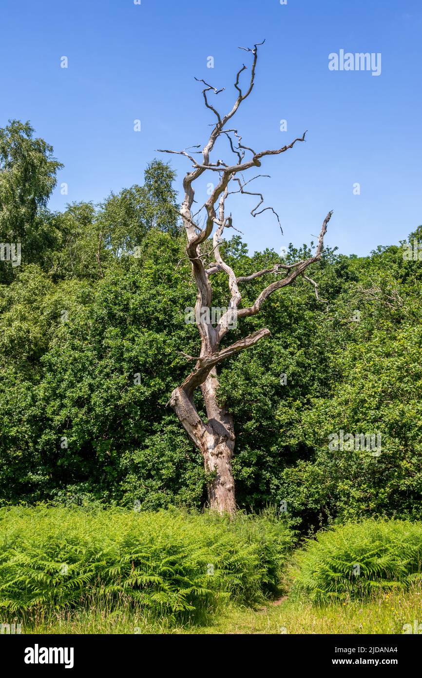 General woodland views in Springfield Park, Kidderminster ...