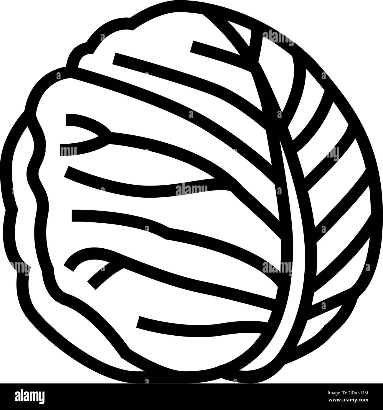 white cabbage line icon vector illustration Stock Vector Image & Art ...