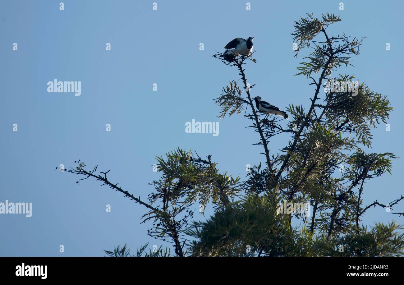 Lark tree hi-res stock photography and images - Alamy