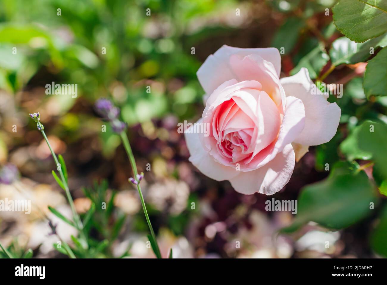Rose garden lavender pink roses hi-res stock photography and images - Alamy