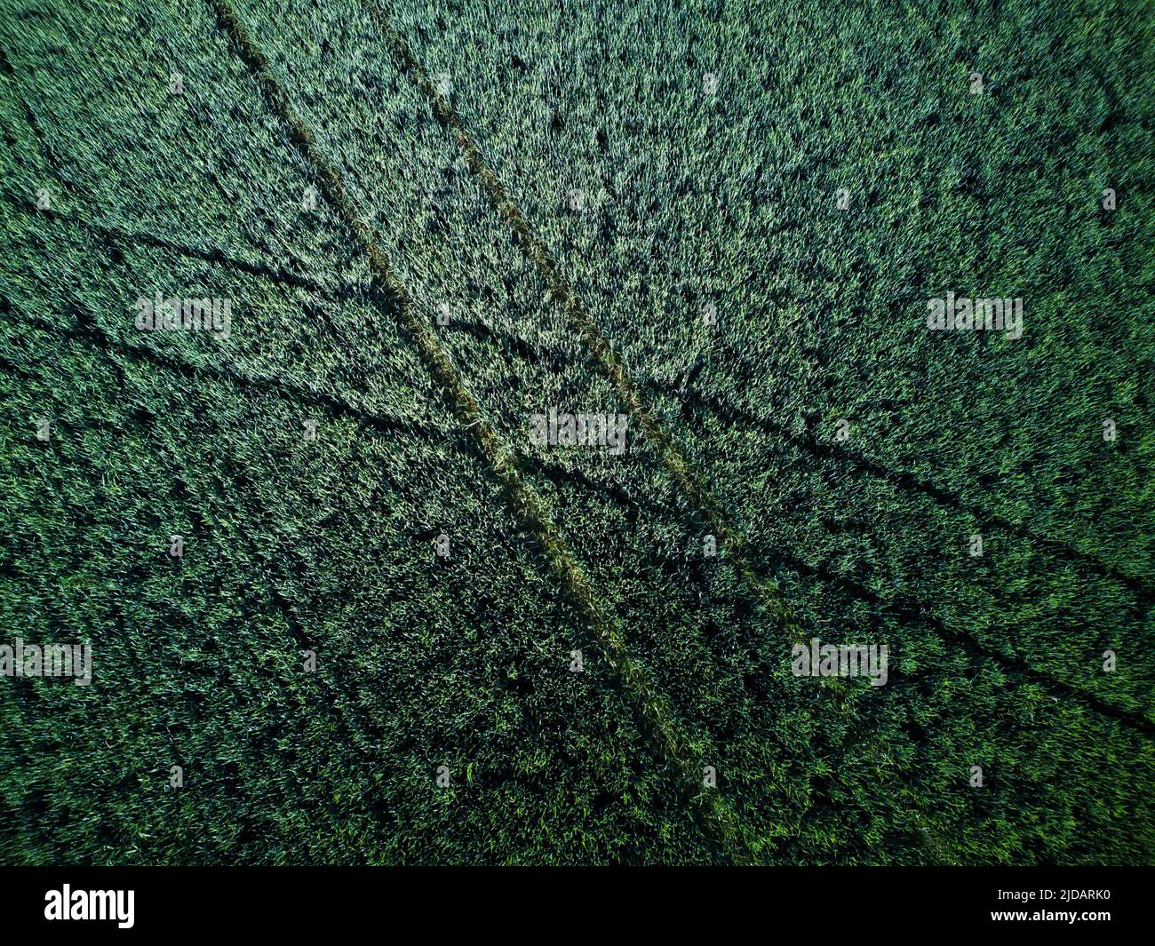 Background with dark green shady rural fields with green fresh spring ...