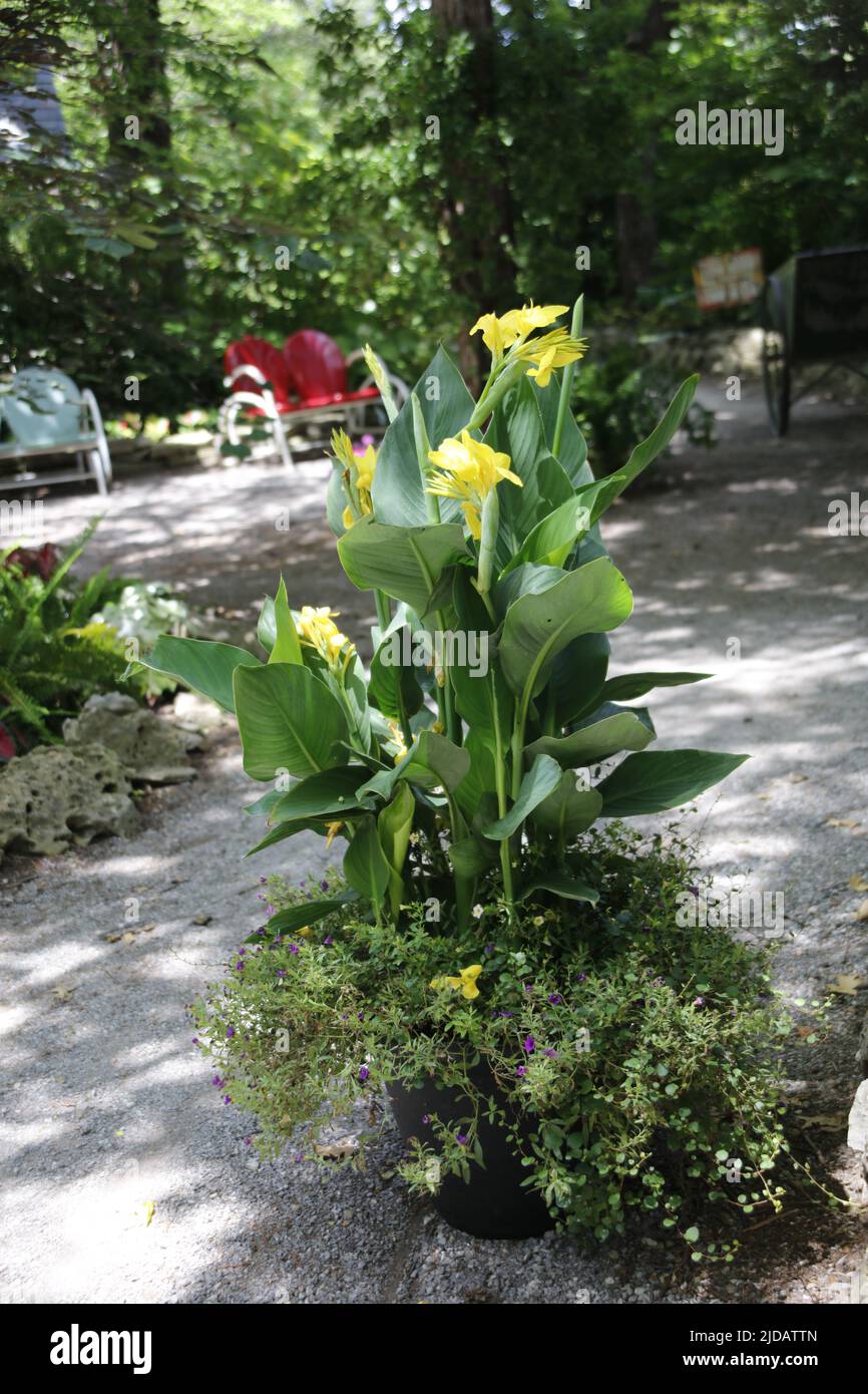 summer time flowers Stock Photo - Alamy