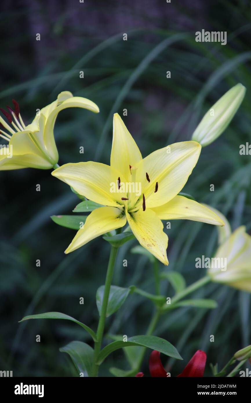 summer time flowers Stock Photo - Alamy