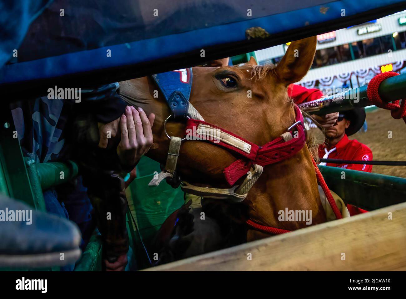 Cowboys try to move a horse in the chutes during the Reno Rodeo taking ...