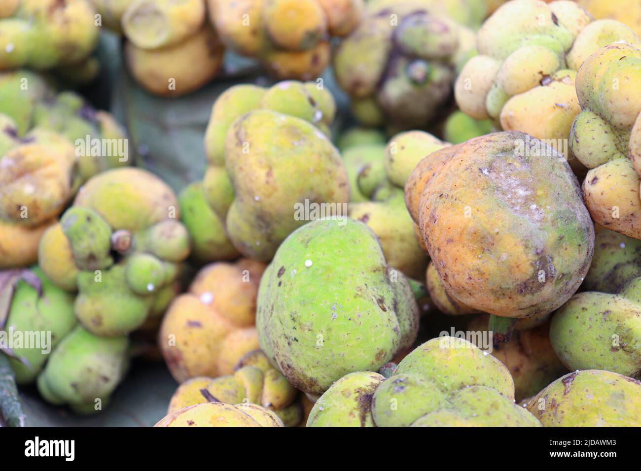 Artocarpus lacucha hi-res stock photography and images - Alamy