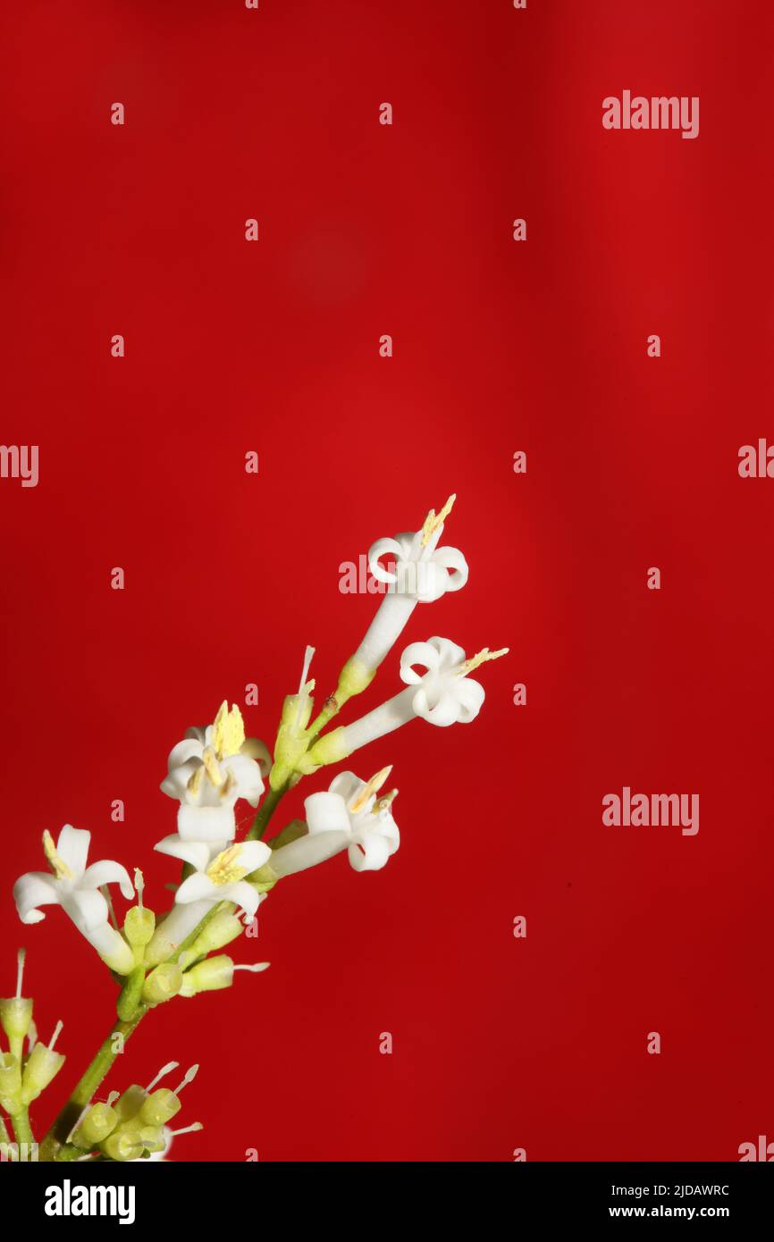 White flower blossom close up botanical modern background ligustrum ...