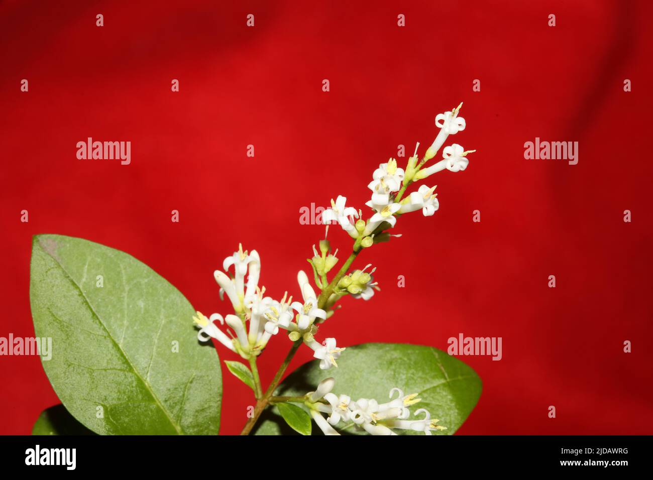 White flower blossom close up botanical modern background ligustrum ...