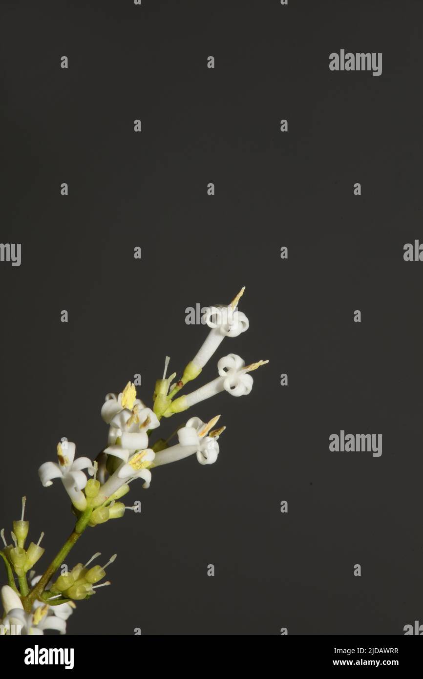 White flower blossom close up botanical modern background ligustrum ...