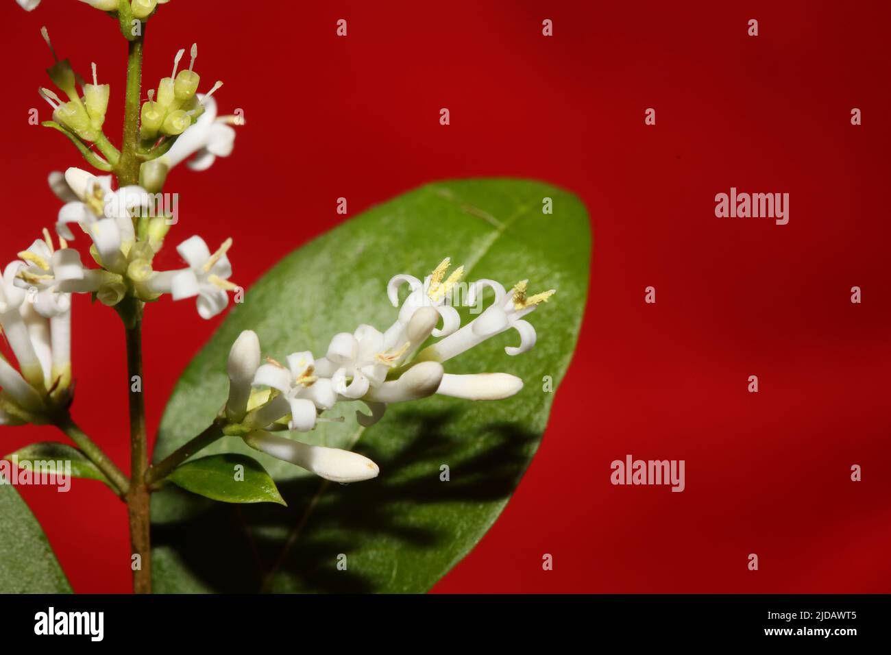 White flower blossom close up botanical modern background ligustrum ...