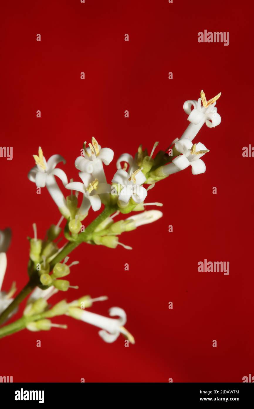 White flower blossom close up botanical modern background ligustrum ...