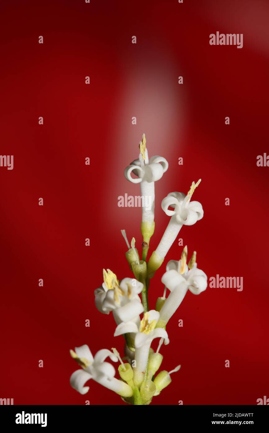 White flower blossom close up botanical modern background ligustrum ...