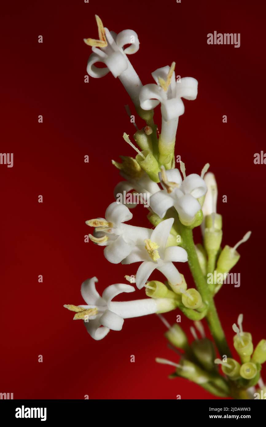 White flower blossom close up botanical modern background ligustrum ...