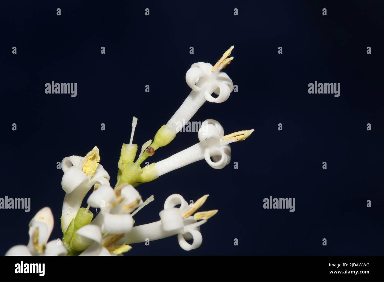 White flower blossom close up botanical modern background ligustrum ...
