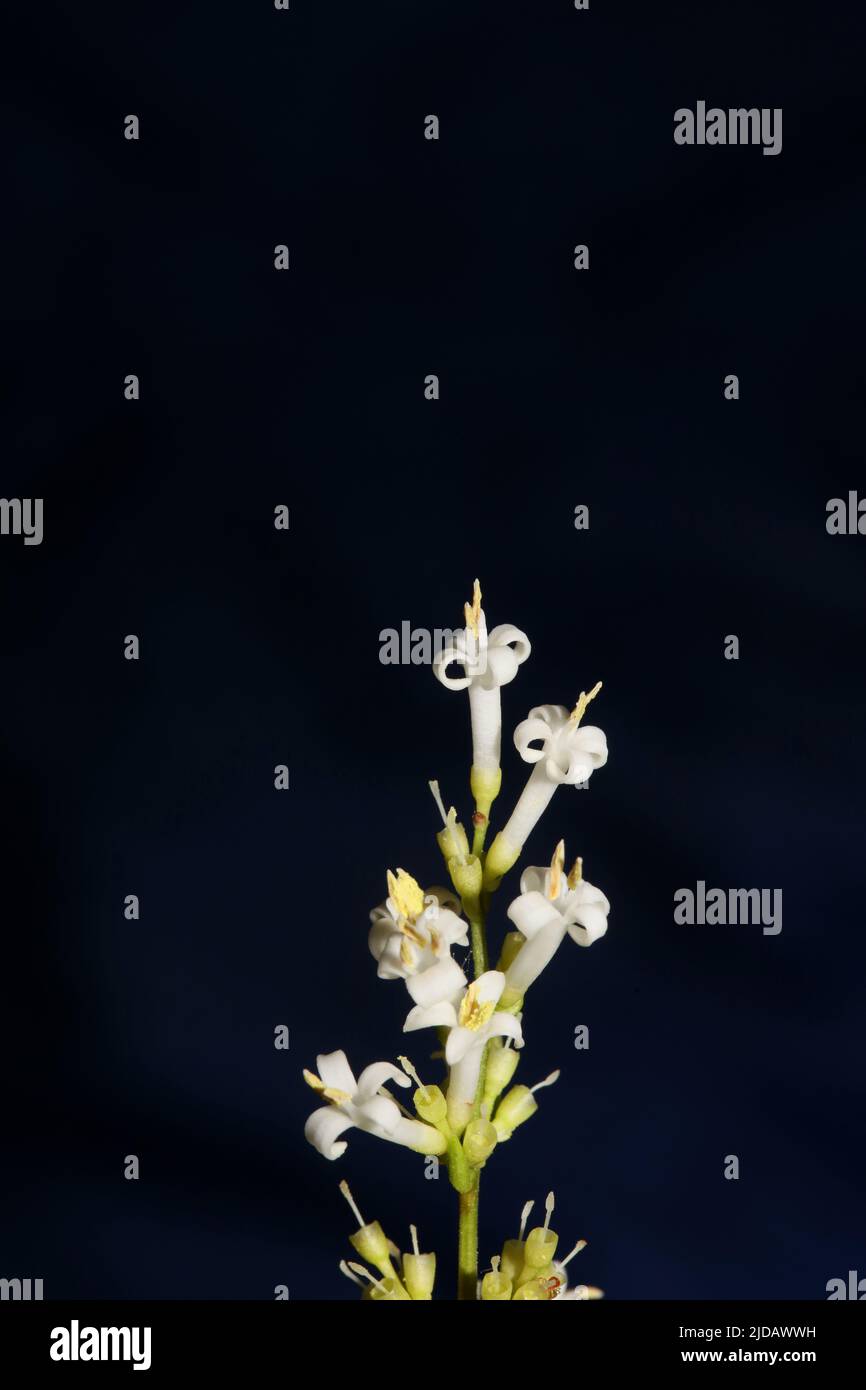 White flower blossom close up botanical modern background ligustrum ...