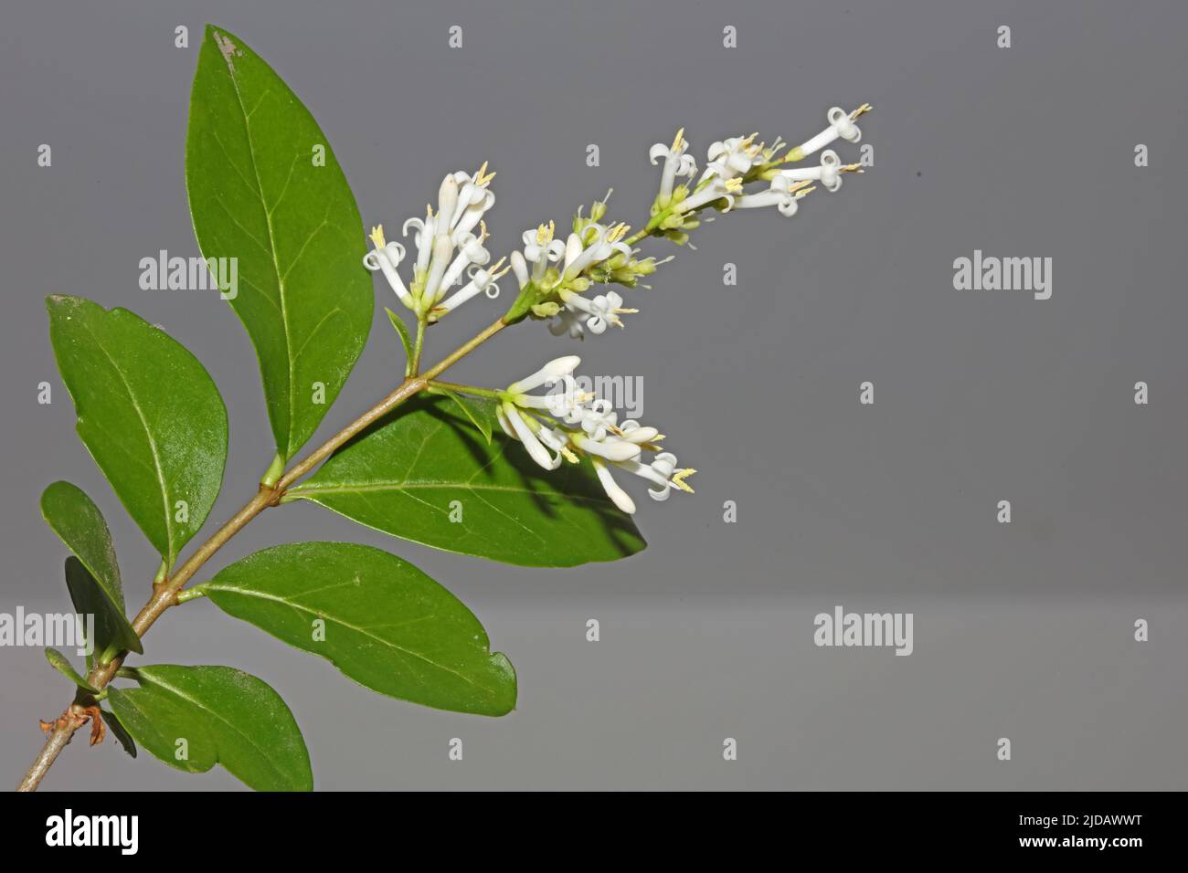 White flower blossom close up botanical modern background ligustrum ...