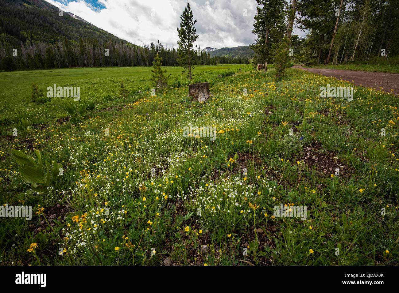 Wildflowers in high mountain meadows and lakeshore. Spring comes late ...
