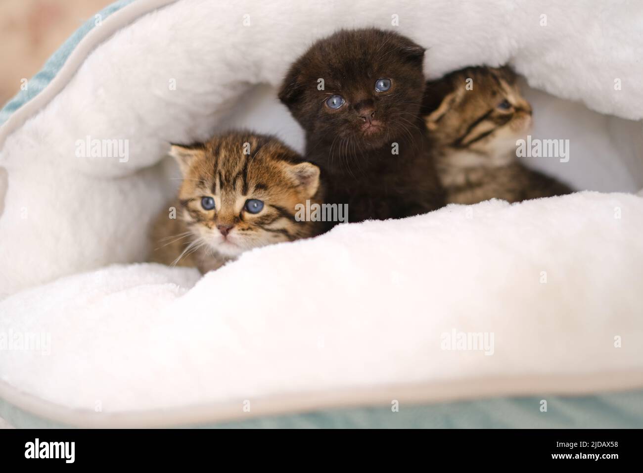 little kittens in a fluffy white house on a blurred room background ... little kittens in a fluffy white house on a blurred room background ...
