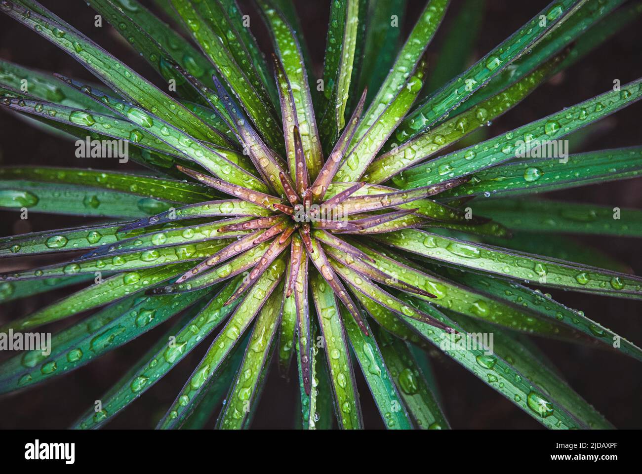 Overhead grass texture hi-res stock photography and images - Alamy