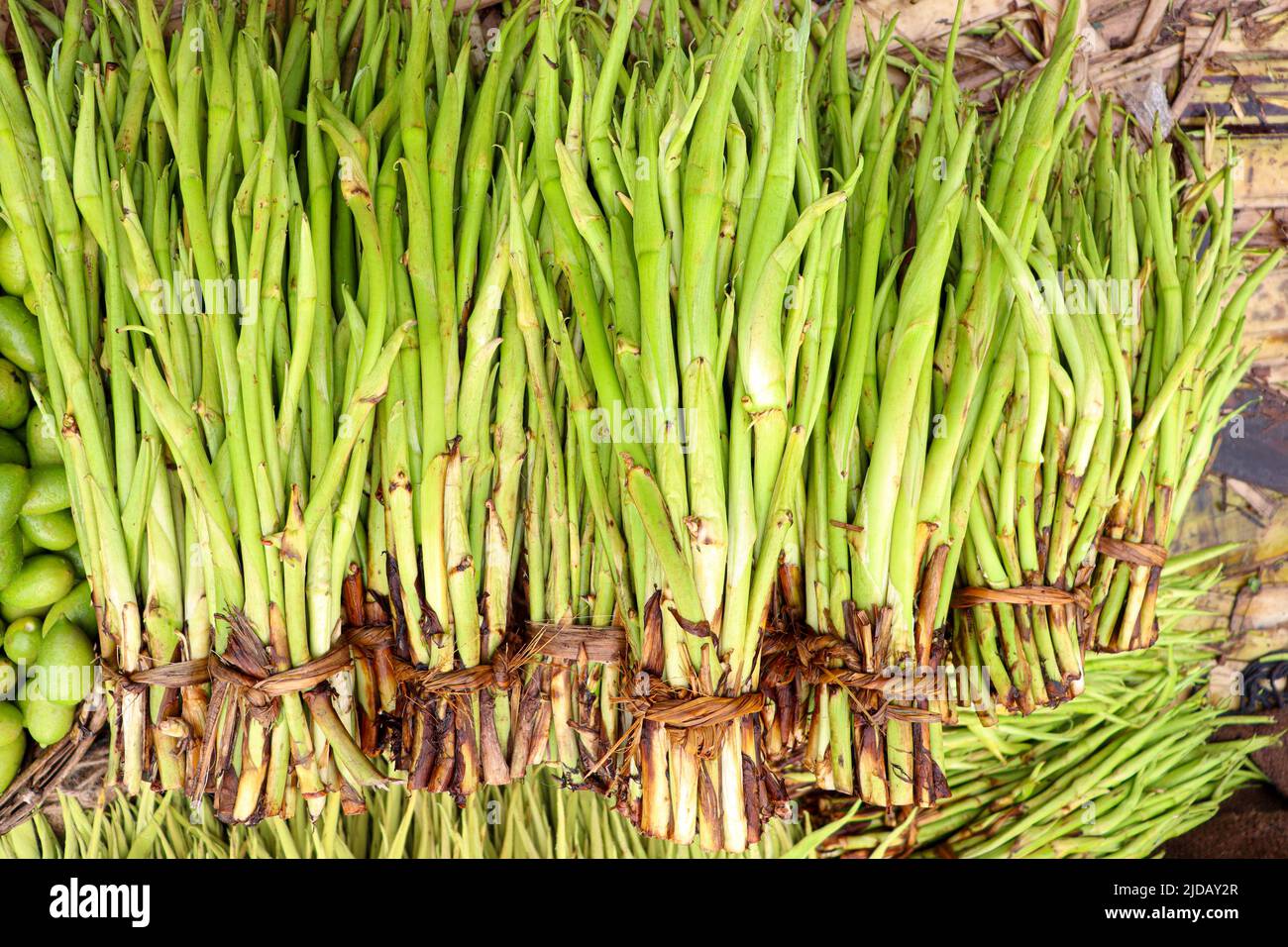 fresh and healthy green arum lobe stock on shop for sell Stock Photo ...