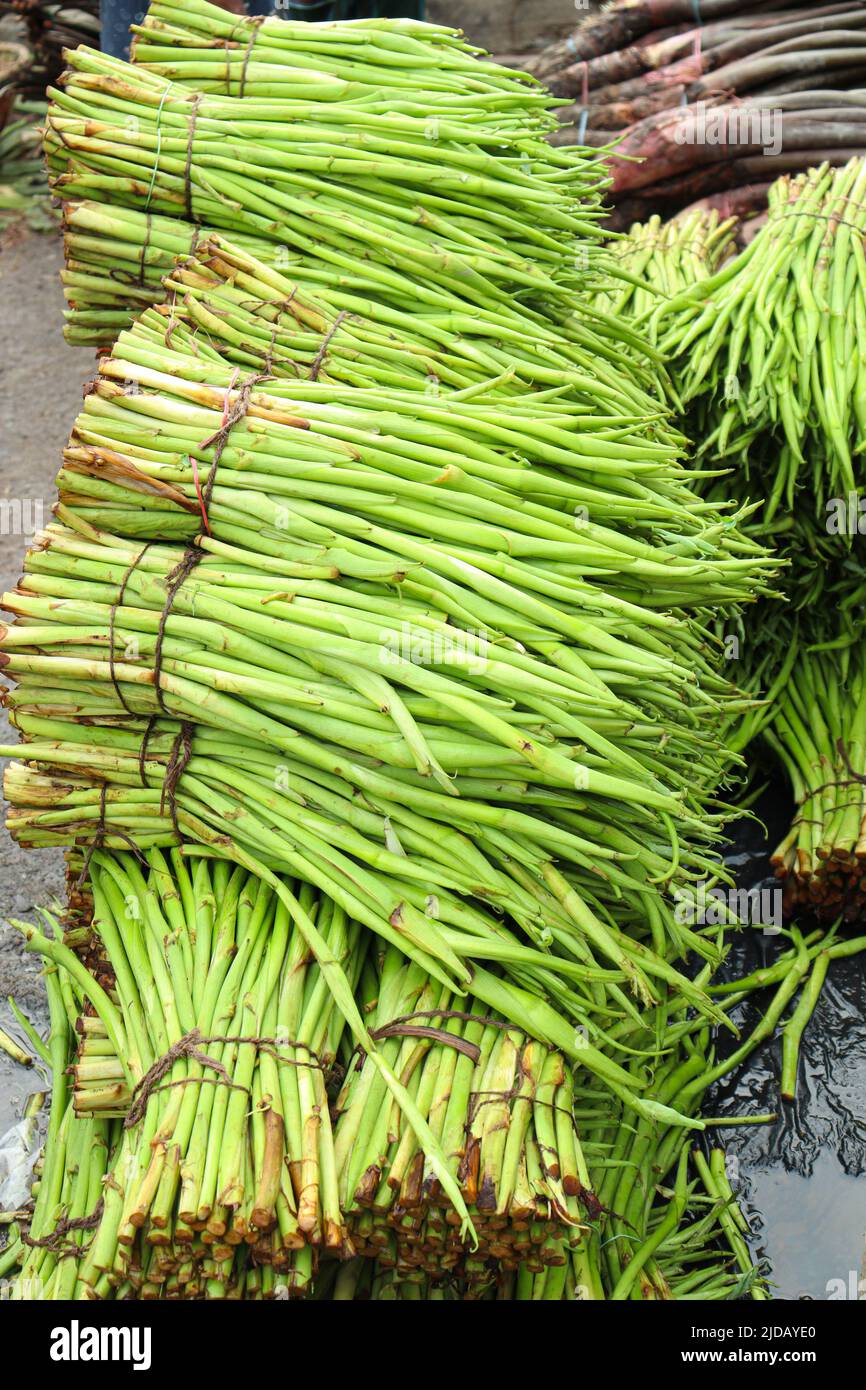 fresh and healthy green arum lobe stock on shop for sell Stock Photo ...