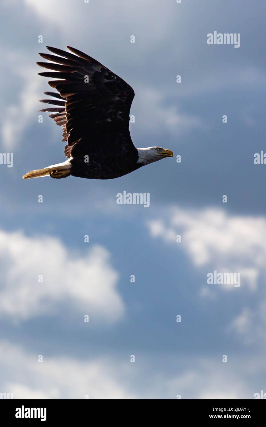 Flying bald eagle hi-res stock photography and images - Alamy